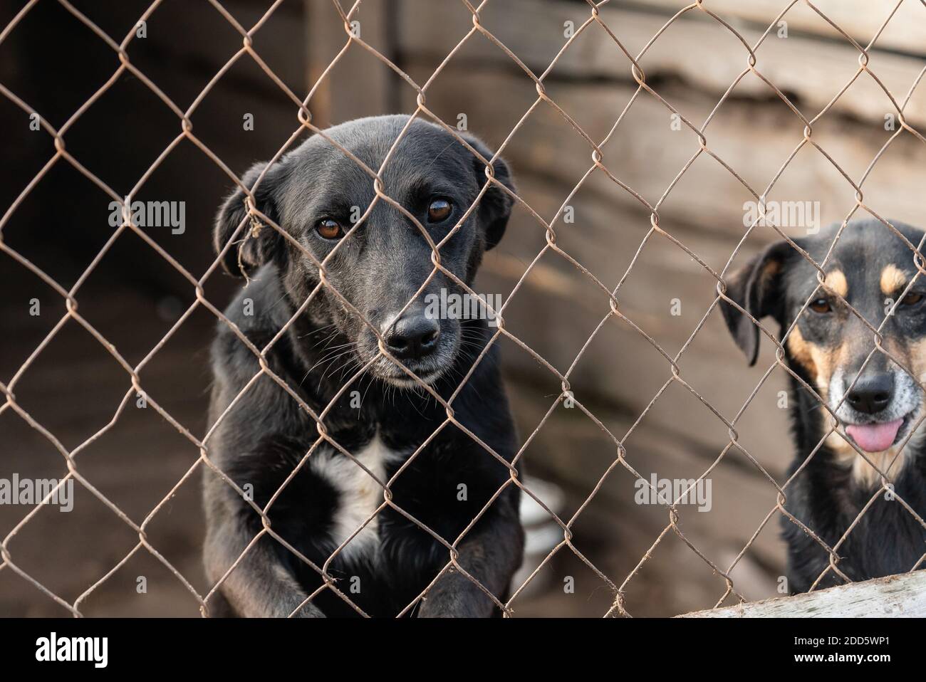 Dogs at the homeless dog shelter. Abandoned dogs Stock Photo - Alamy
