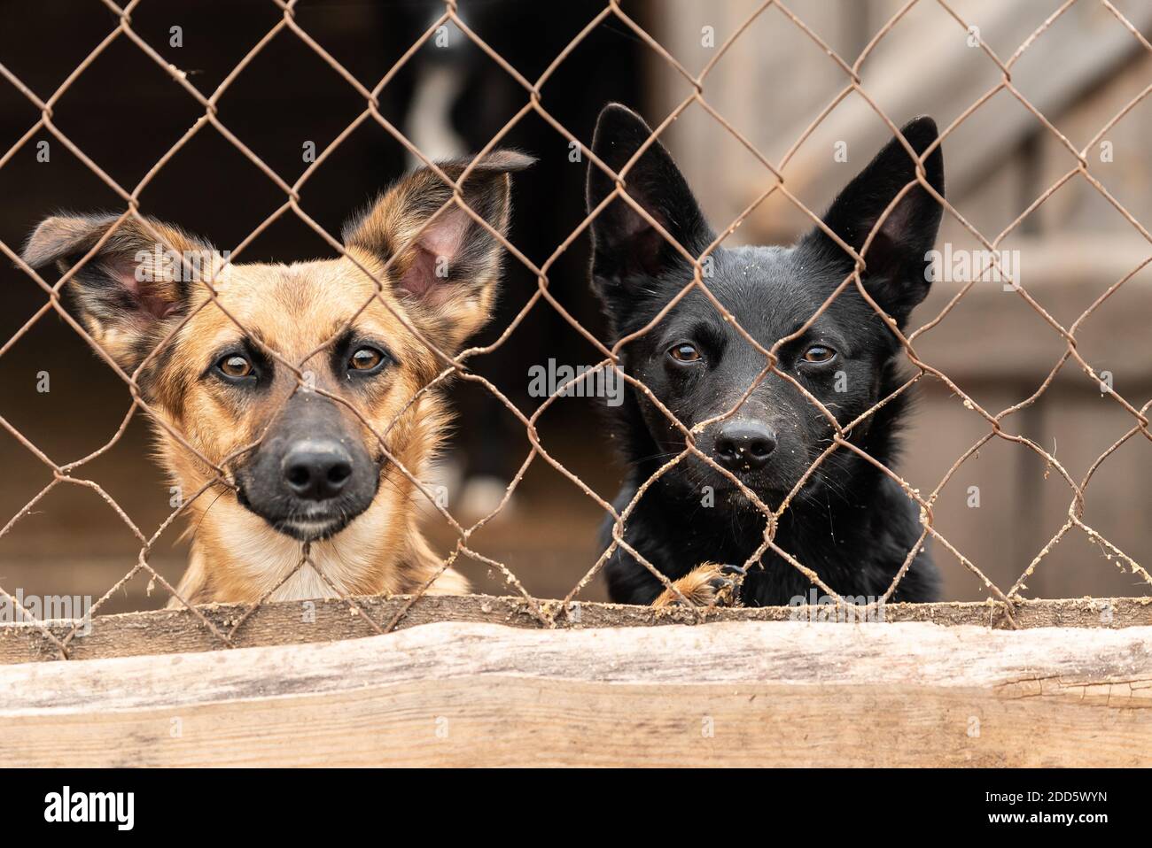 Dogs at the homeless dog shelter. Abandoned dogs Stock Photo - Alamy