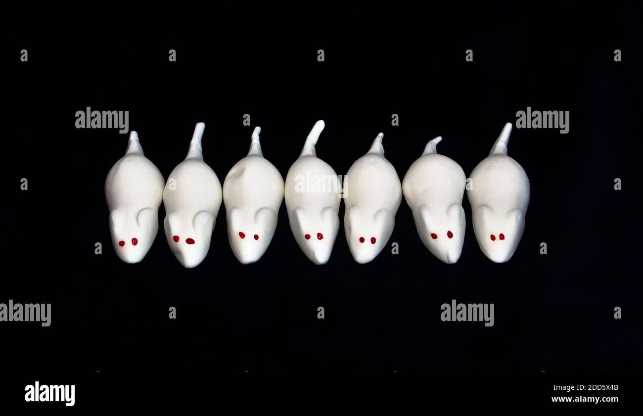 Sweet white mice from marschmallow, foamy sugar, flat layed in a line ...
