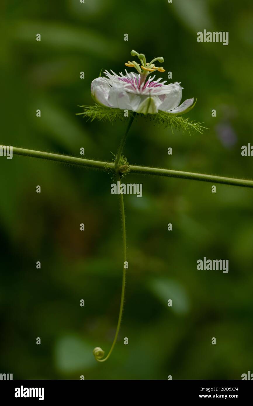 Side view of a Stinking passion flower with its stem and blur green ...