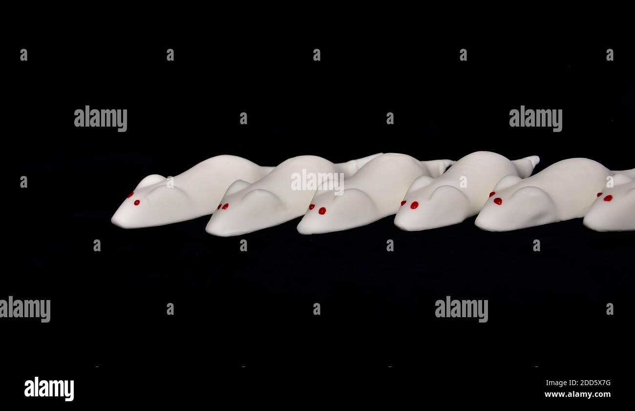 Sweet white mice from marschmallow, foamy sugar, flat layed in a line ...
