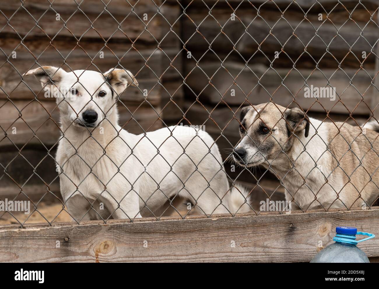 Dogs at the homeless dog shelter. Abandoned dogs Stock Photo - Alamy