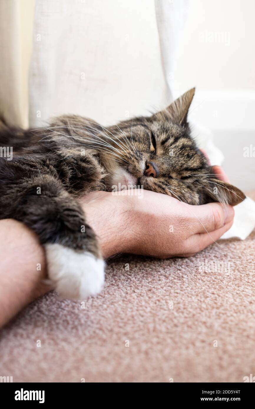 Domestic cat sleeping leaning on man's hand Stock Photo - Alamy