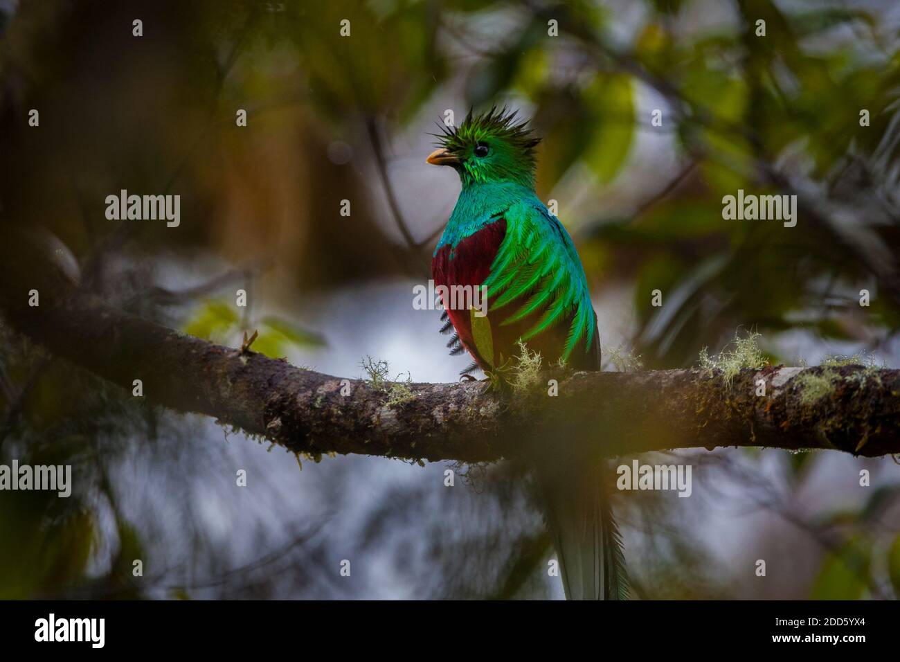 Panama wildlife with a resplendent quetzal, Pharomachrus mocinno, in ...