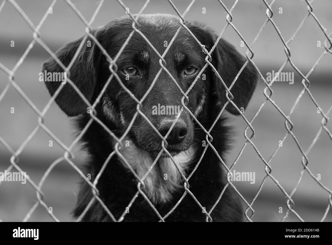 Black and white photo of homeless dog in a shelter for dogs. BW Stock ...