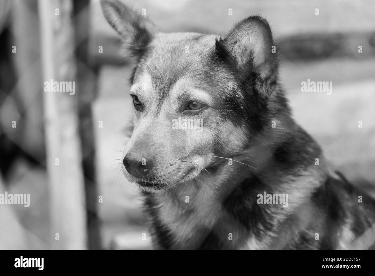 Black and white photo of homeless dog in a shelter for dogs. BW Stock ...