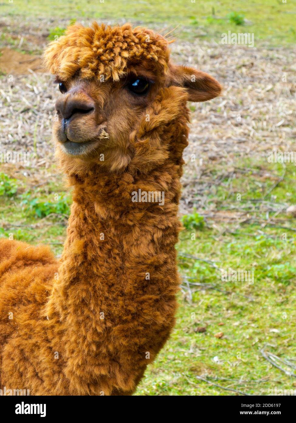 Species of south american camelid hi-res stock photography and images ...