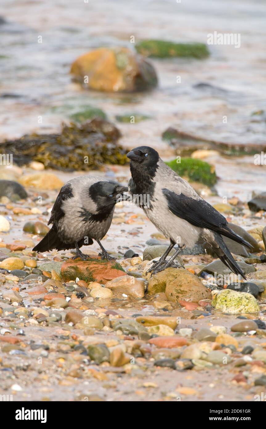 A Hooded Crow looking for parasites in its partner Stock Photo - Alamy