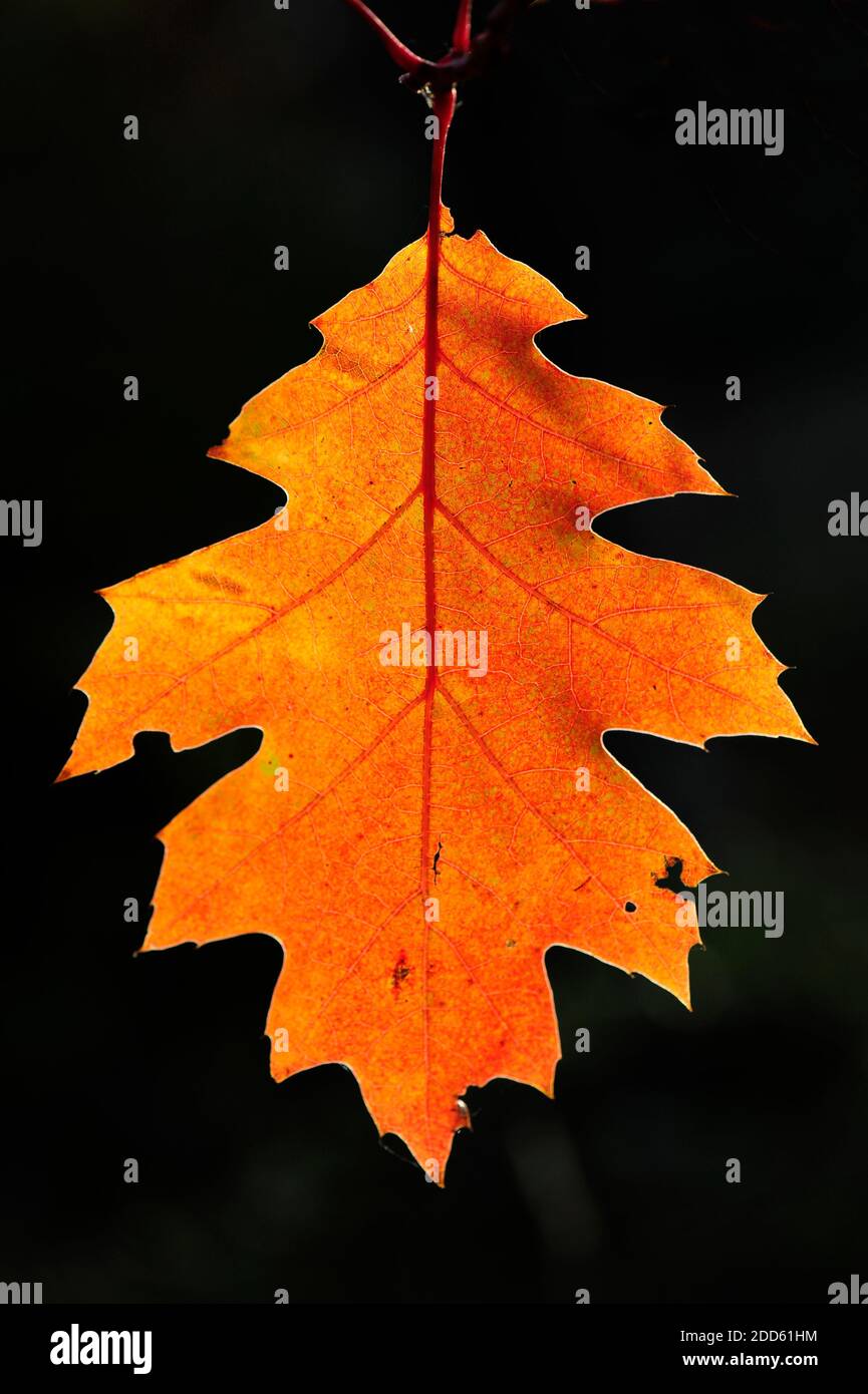 American red oak leaf quercus rubra hi-res stock photography and images ...