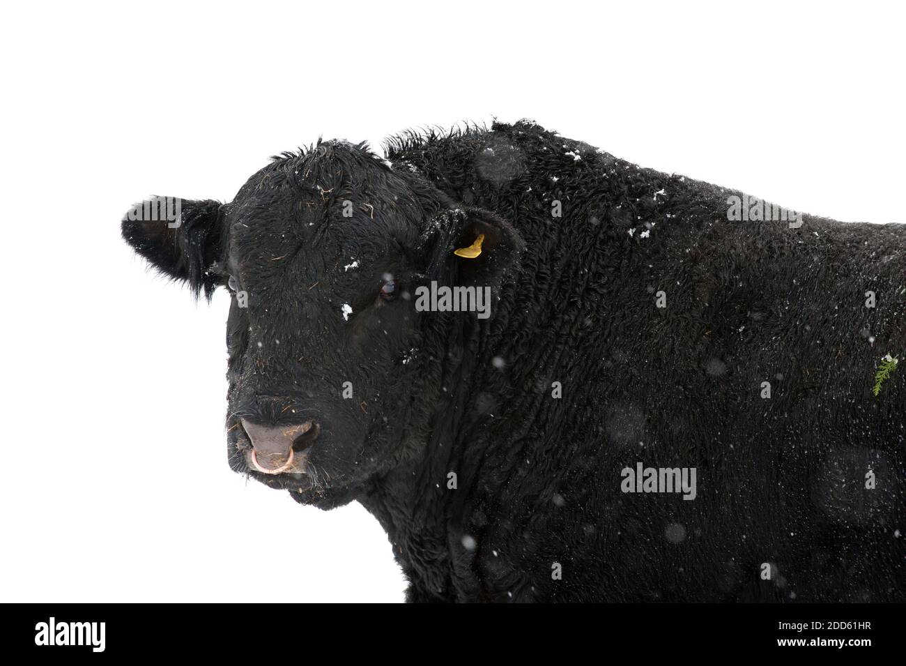 Aberdeen Angus Bull in snow Stock Photo - Alamy