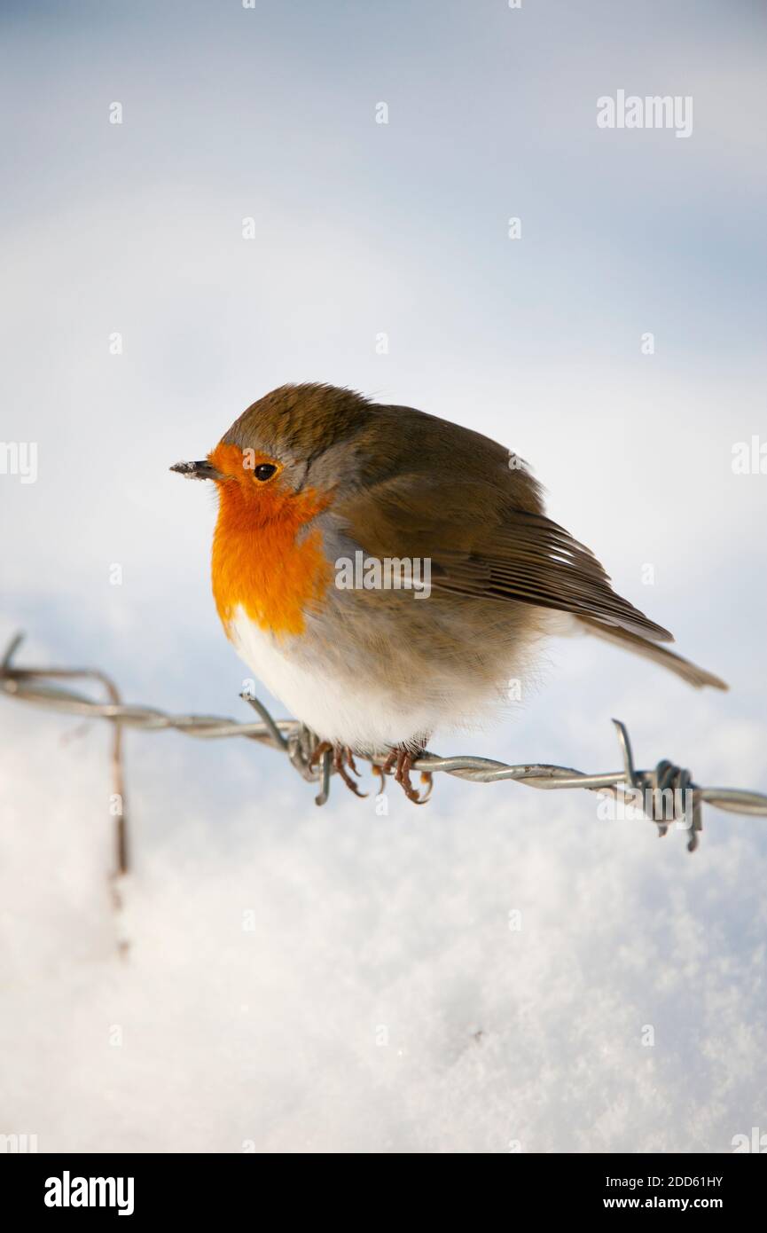 Robin on a barbed wire fence in snow Stock Photo - Alamy