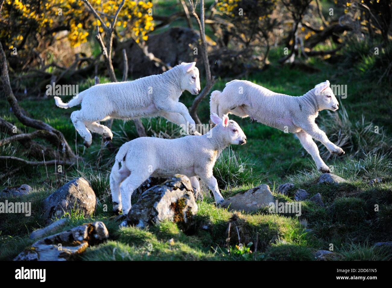 Gamboling hi-res stock photography and images - Alamy