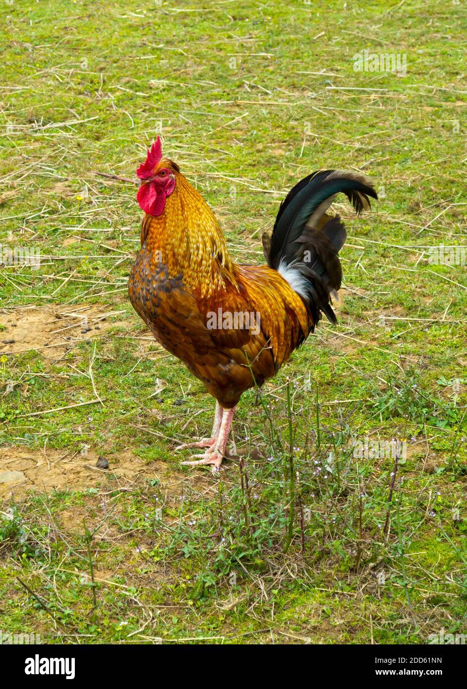 Cockerel or rooster with large tail feathers on a farm Stock Photo - Alamy