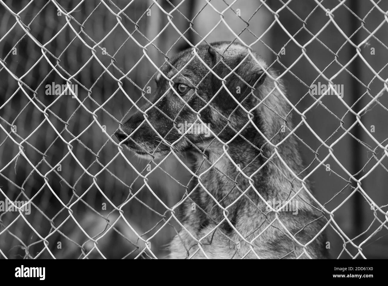 Homeless cute puppy sad Black and White Stock Photos & Images - Alamy