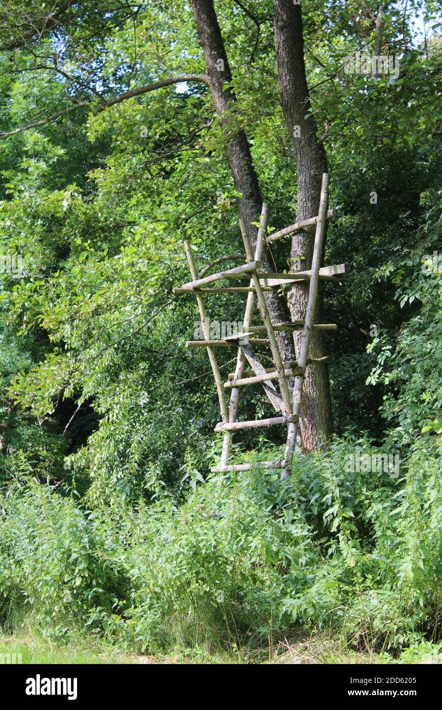 hunting perch for shooting deer in woodland Stock Photo - Alamy