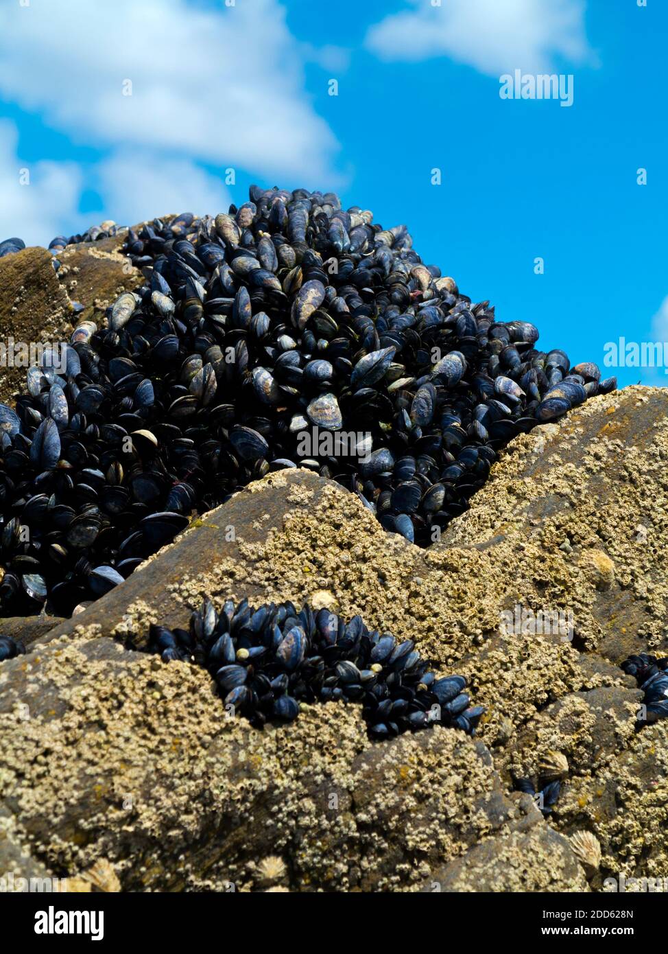 Mussels growing on rocks on a beach at low tide with blue sky and white ...