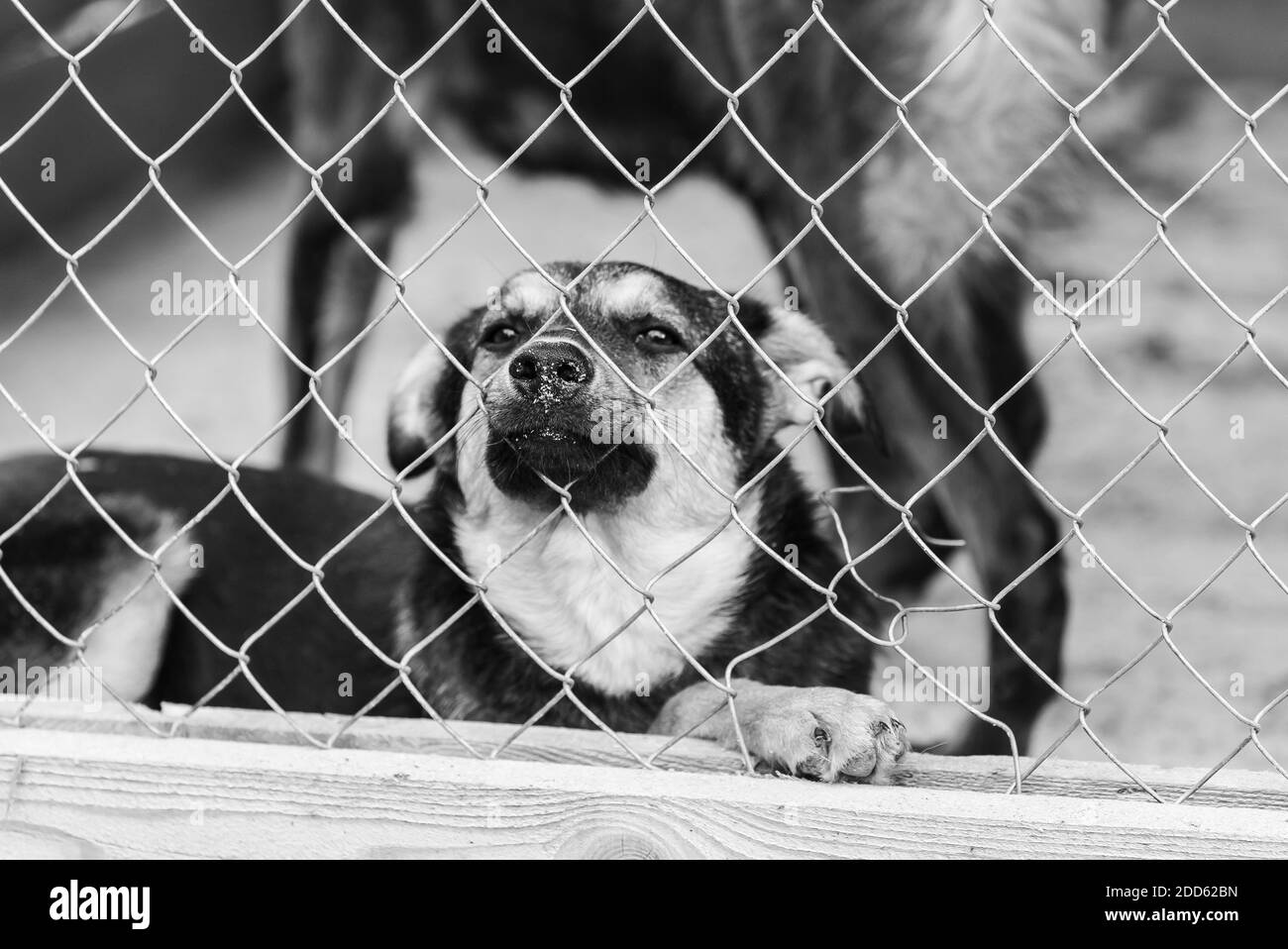 Shelter dog cute in Black and White Stock Photos & Images - Alamy