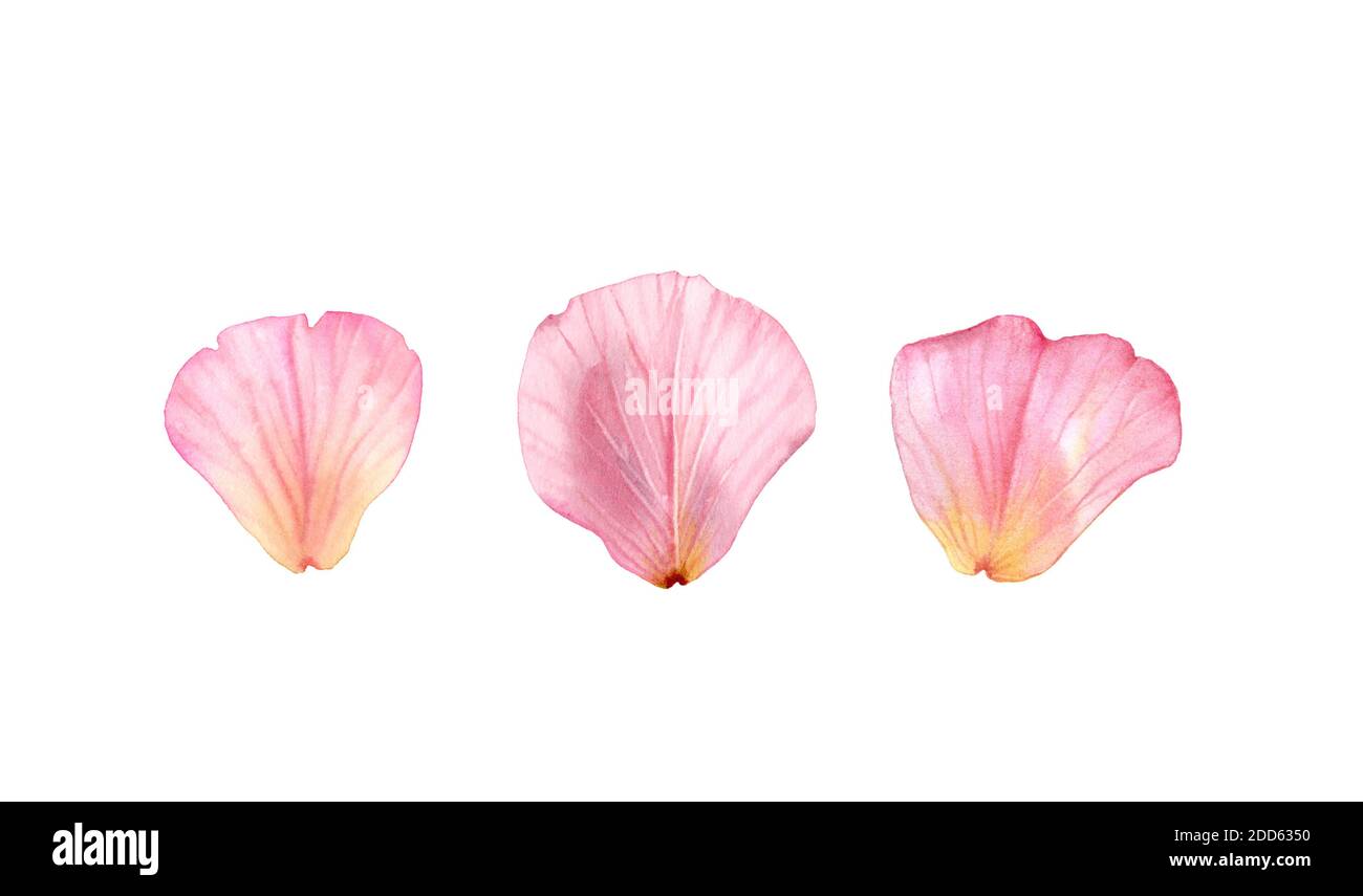 Watercolor rose pink petals set. Three flower petals. Realistic hand ...