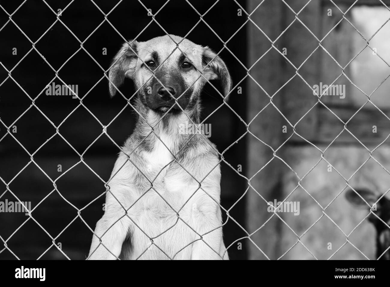 Black and white photo of homeless dog in a shelter for dogs. BW Stock ...