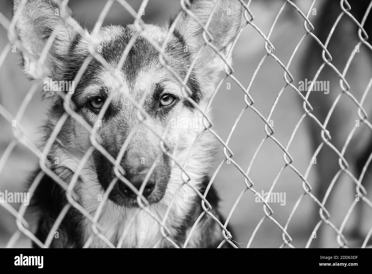Black and white photo of homeless dog in a shelter for dogs. BW Stock ...