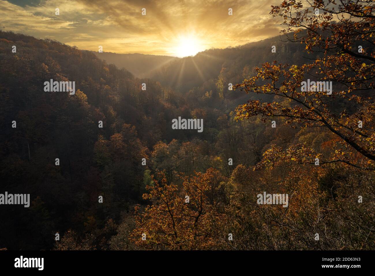 A beautiful view of a colorful autumn forest in a canyon. Picture from ...