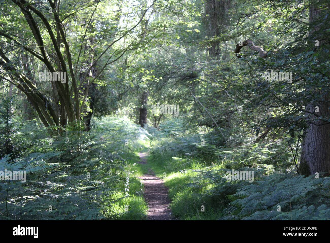 Ancient footpath hi-res stock photography and images - Alamy