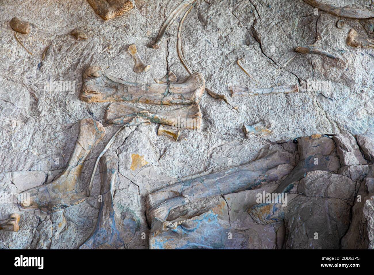 Petrified dinosaur bones in the Dinosaur National Monument, Utah, USA ...