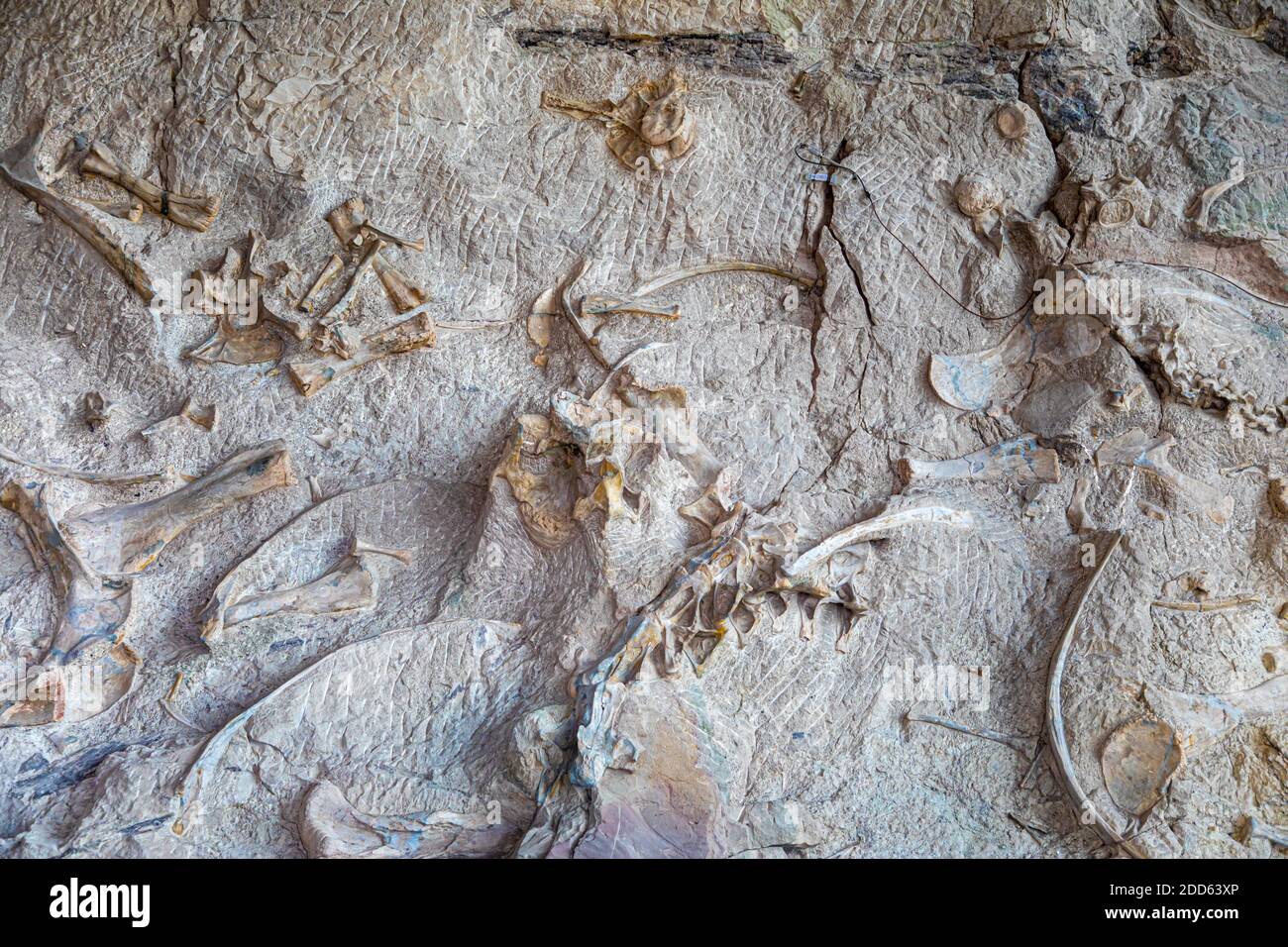 Petrified dinosaur bones in the Dinosaur National Monument, Utah, USA ...
