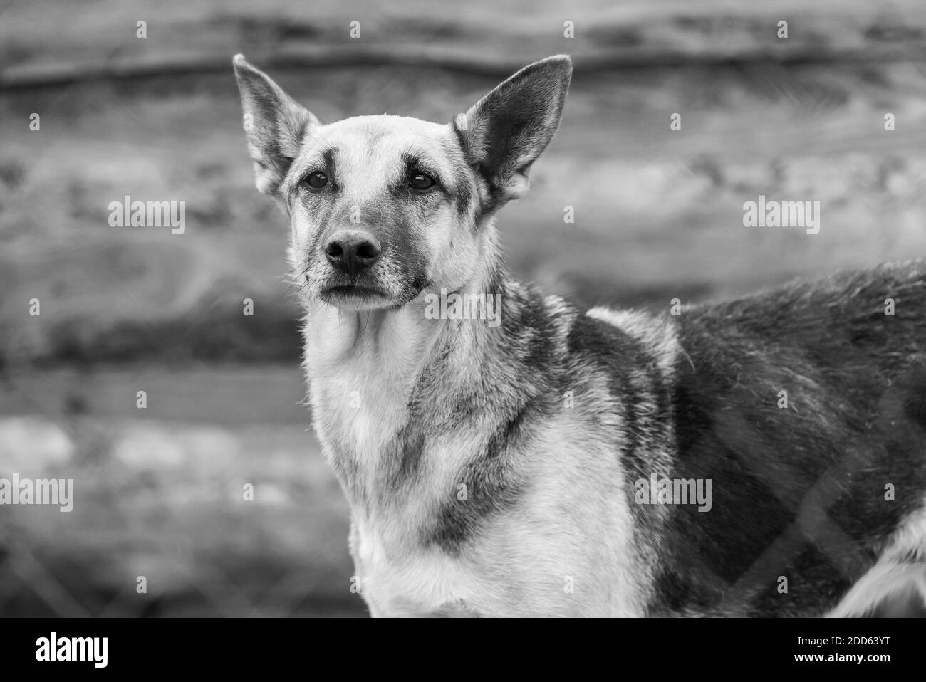 Black and white photo of homeless dog in a shelter for dogs. BW Stock ...