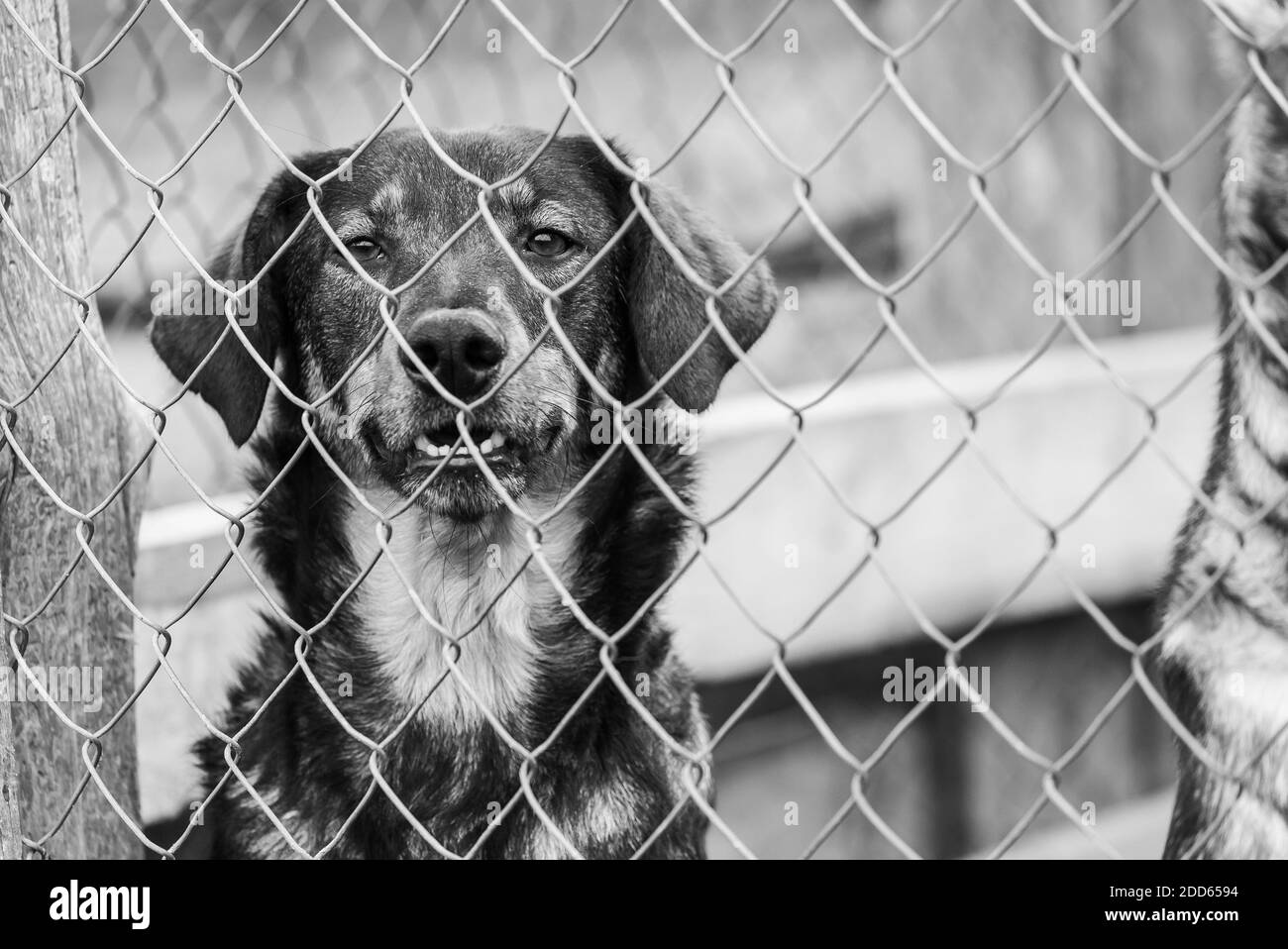 Black and white photo of homeless dog in a shelter for dogs. BW Stock ...