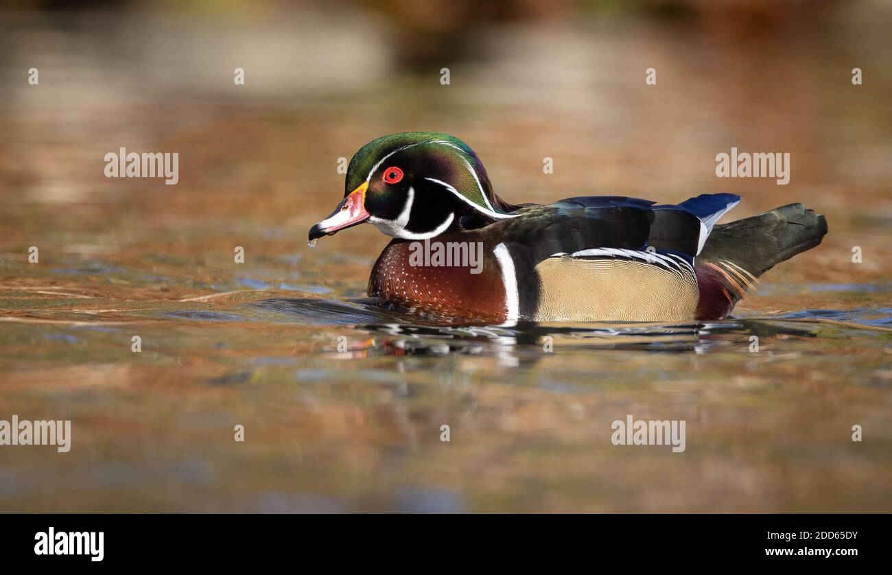 A duck in Canada in Autumn Stock Photo - Alamy