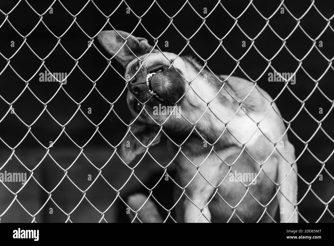 Black and white photo of homeless dog in a shelter for dogs. BW Stock ...