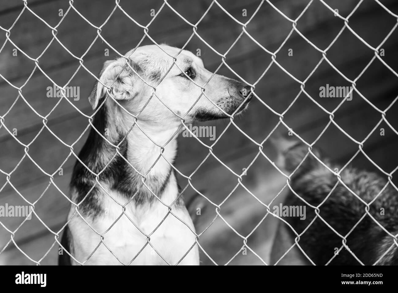 Homeless cute puppy sad Black and White Stock Photos & Images - Alamy