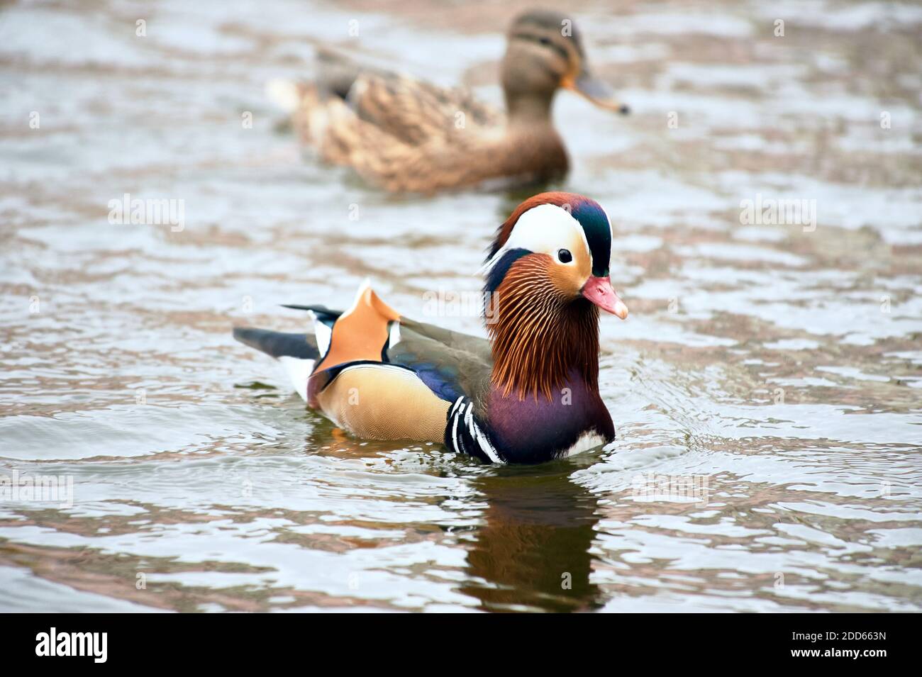 Mandarin duck swimming in a pond Stock Photo - Alamy