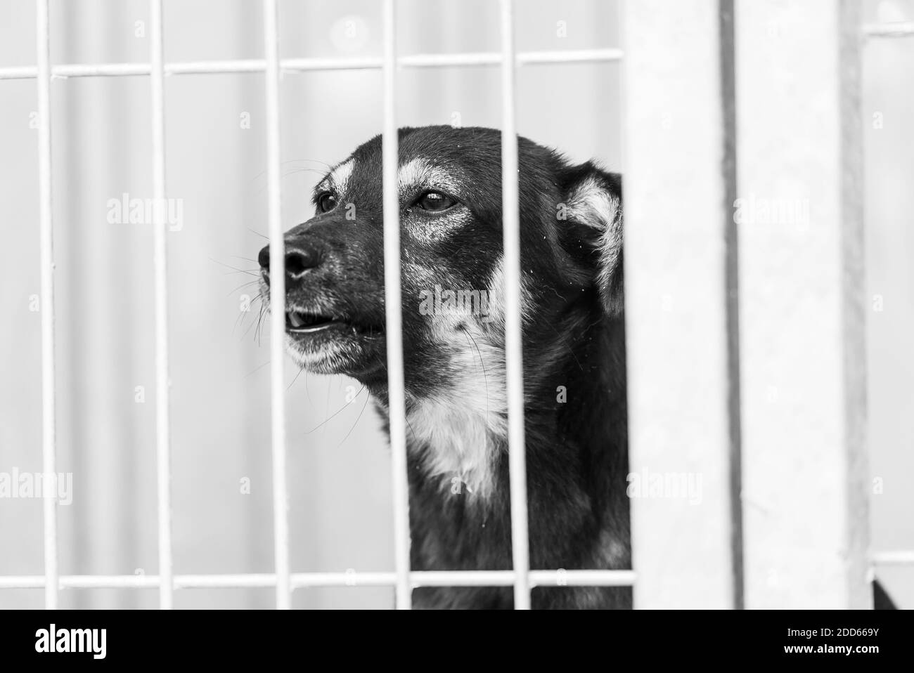 Black and white photo of homeless dog in a shelter for dogs. BW Stock ...