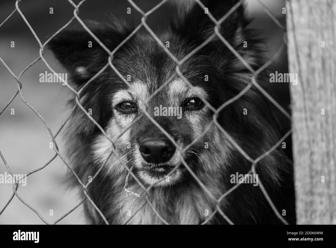 Black and white photo of homeless dog in a shelter for dogs. BW Stock ...