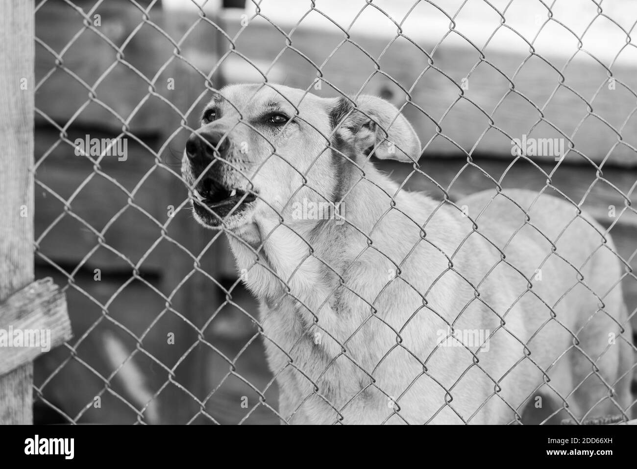 Black and white photo of homeless dog in a shelter for dogs. BW Stock ...