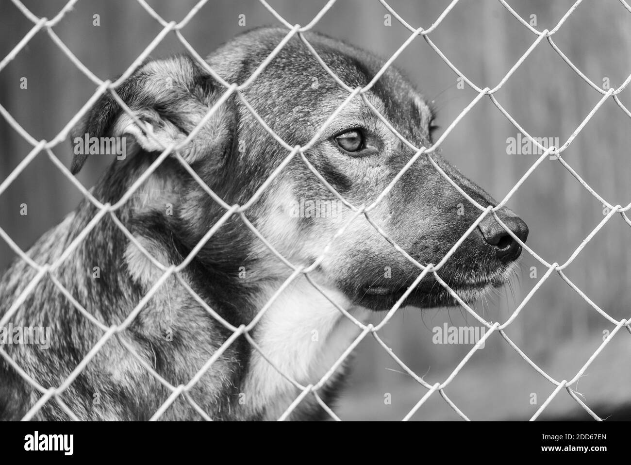 Black and white photo of homeless dog in a shelter for dogs. BW Stock ...