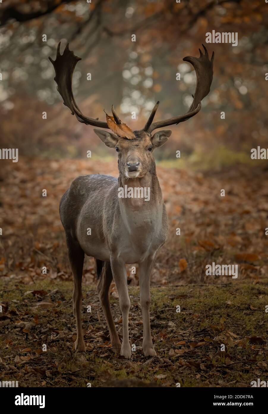White Hart Fallow Deer High Resolution Stock Photography and Images - Alamy