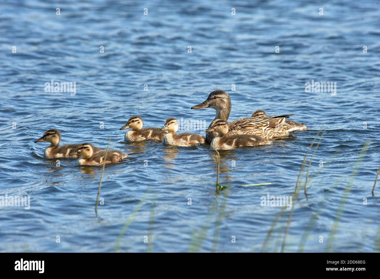 Duck with ducklings swimming hi-res stock photography and images - Alamy