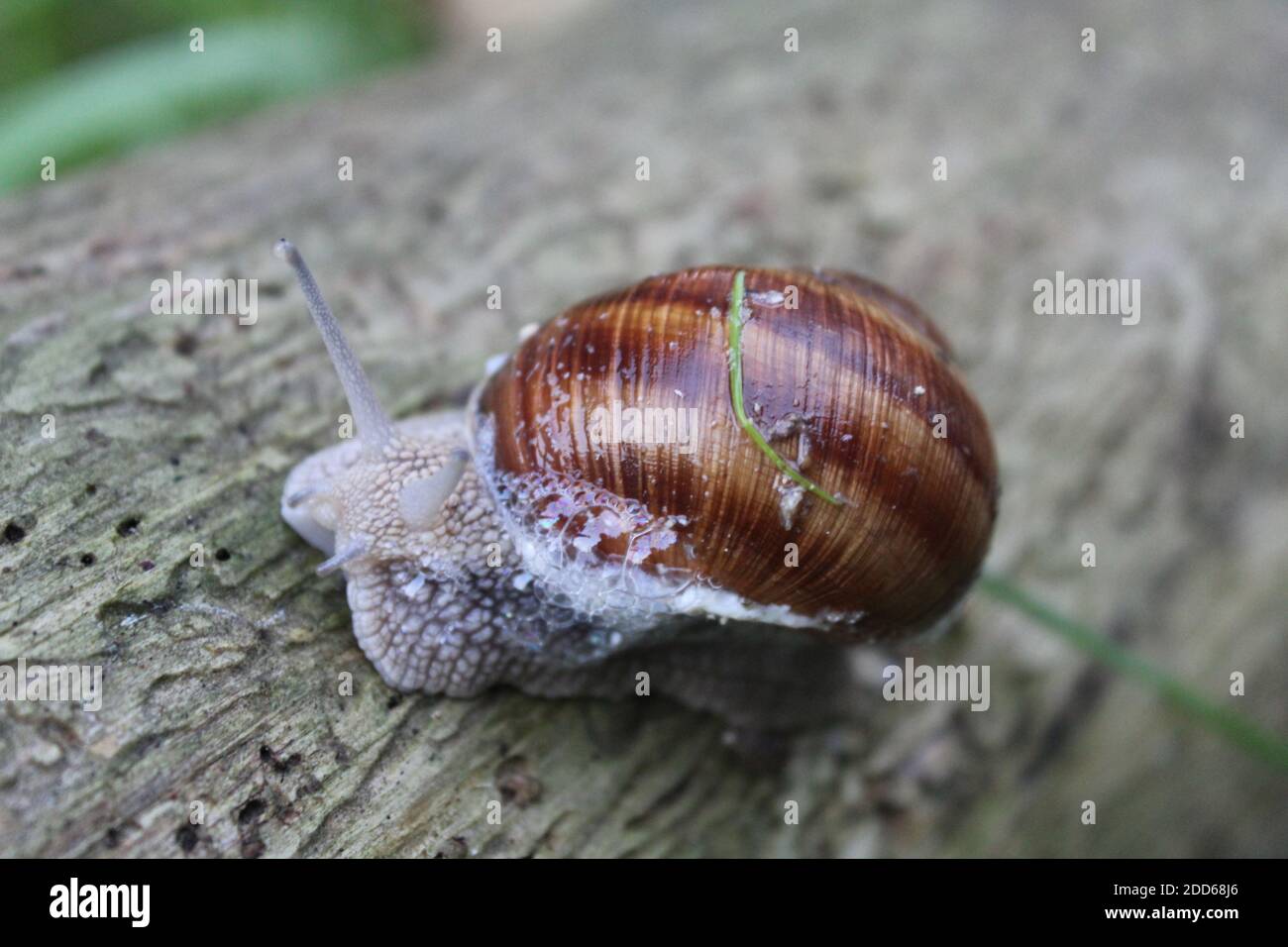 Large snail in the wild Stock Photo - Alamy