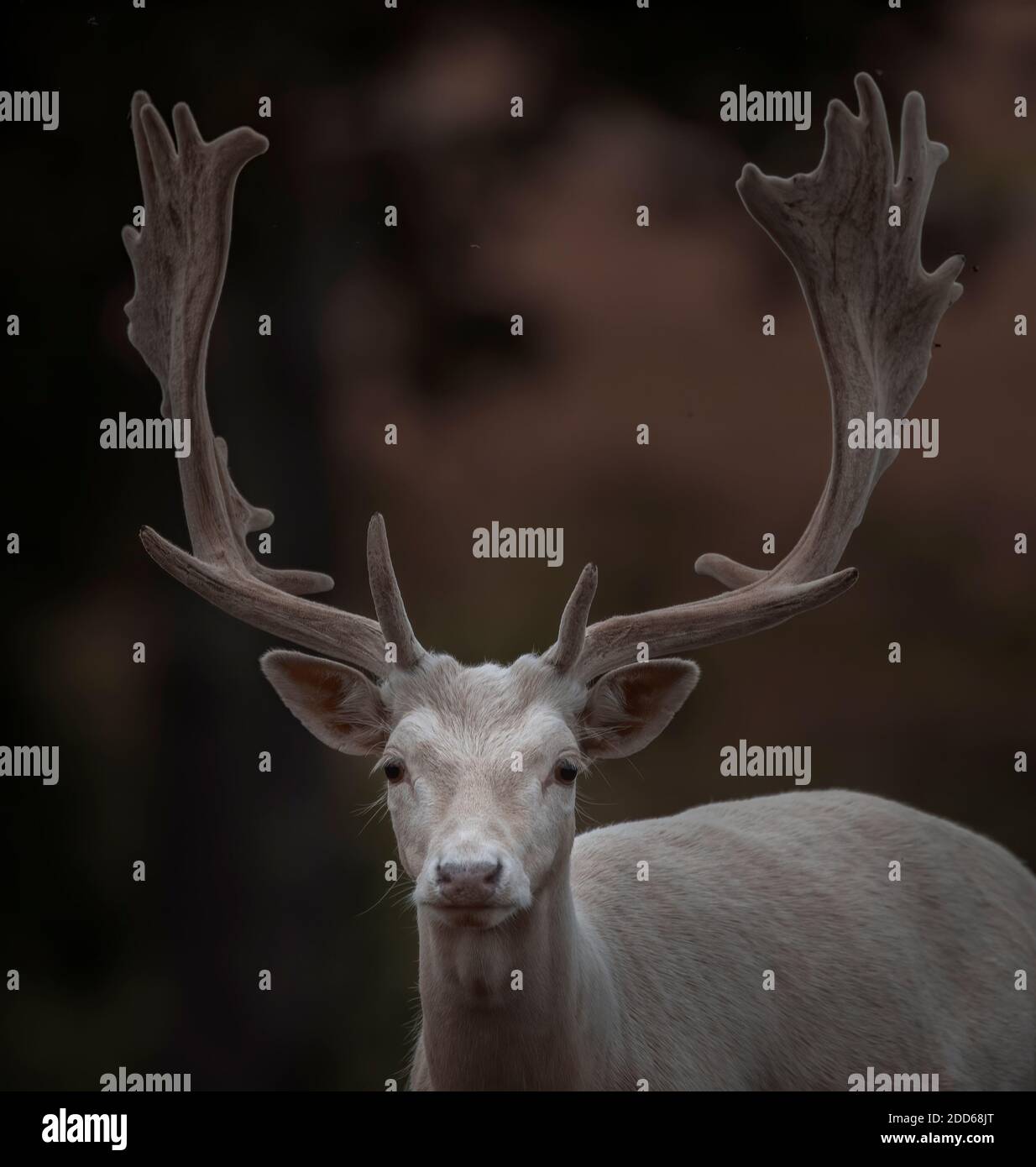 White Hart Fallow Deer High Resolution Stock Photography and Images - Alamy