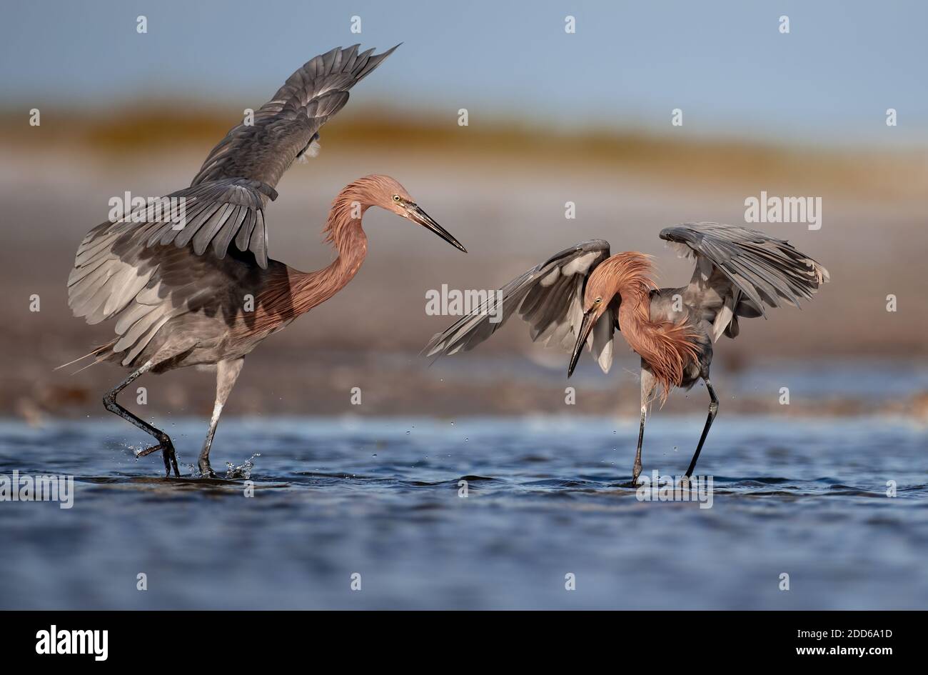 A reddish egret on the beach in Florida Stock Photo - Alamy