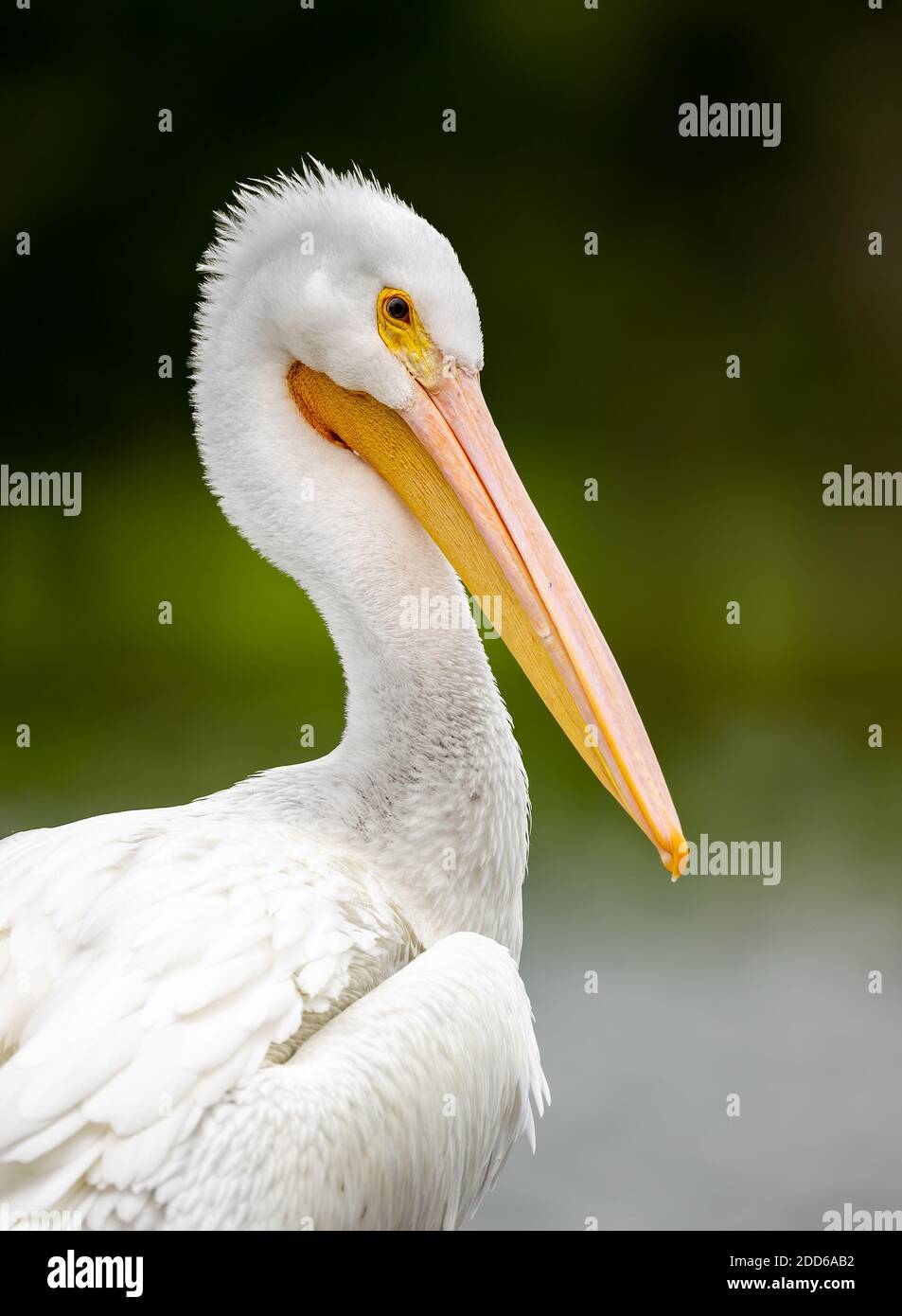 A pelican in Florida Stock Photo - Alamy