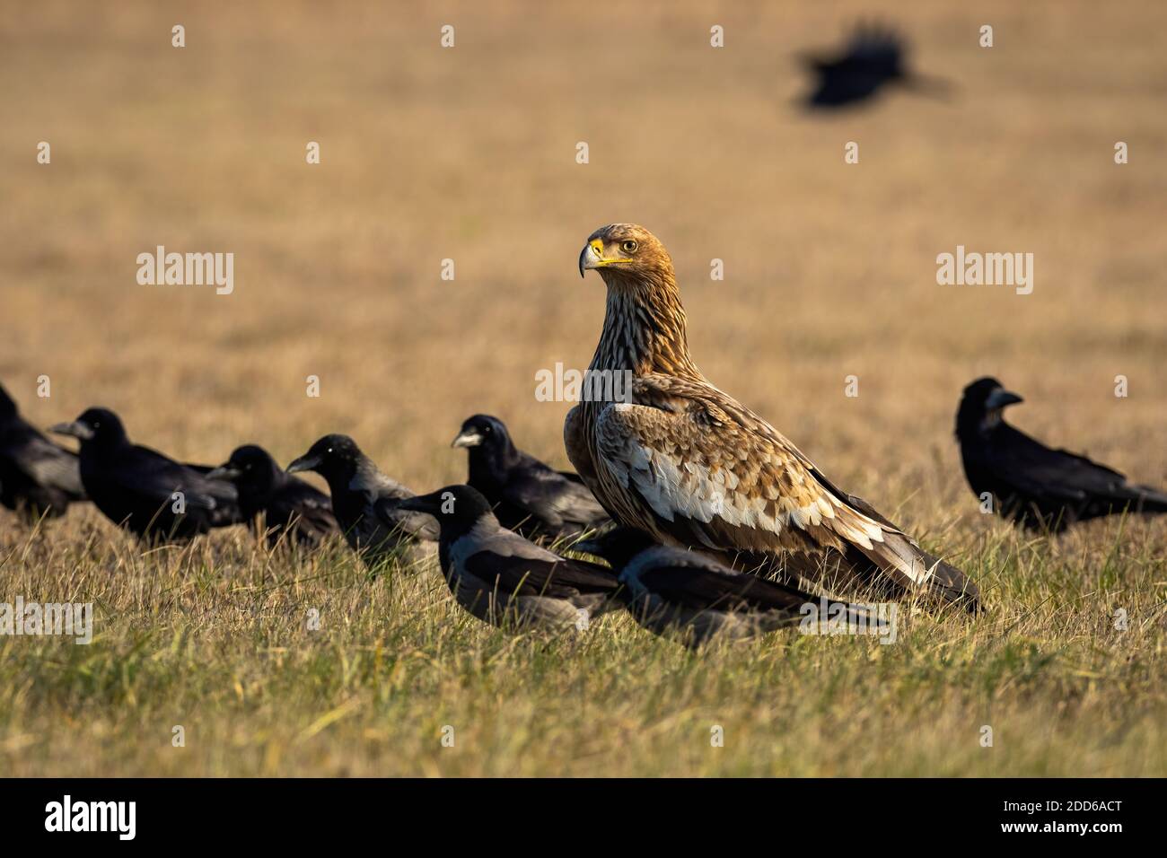 Eastern imperial eagle with flock of crows sitting on the ground around ...