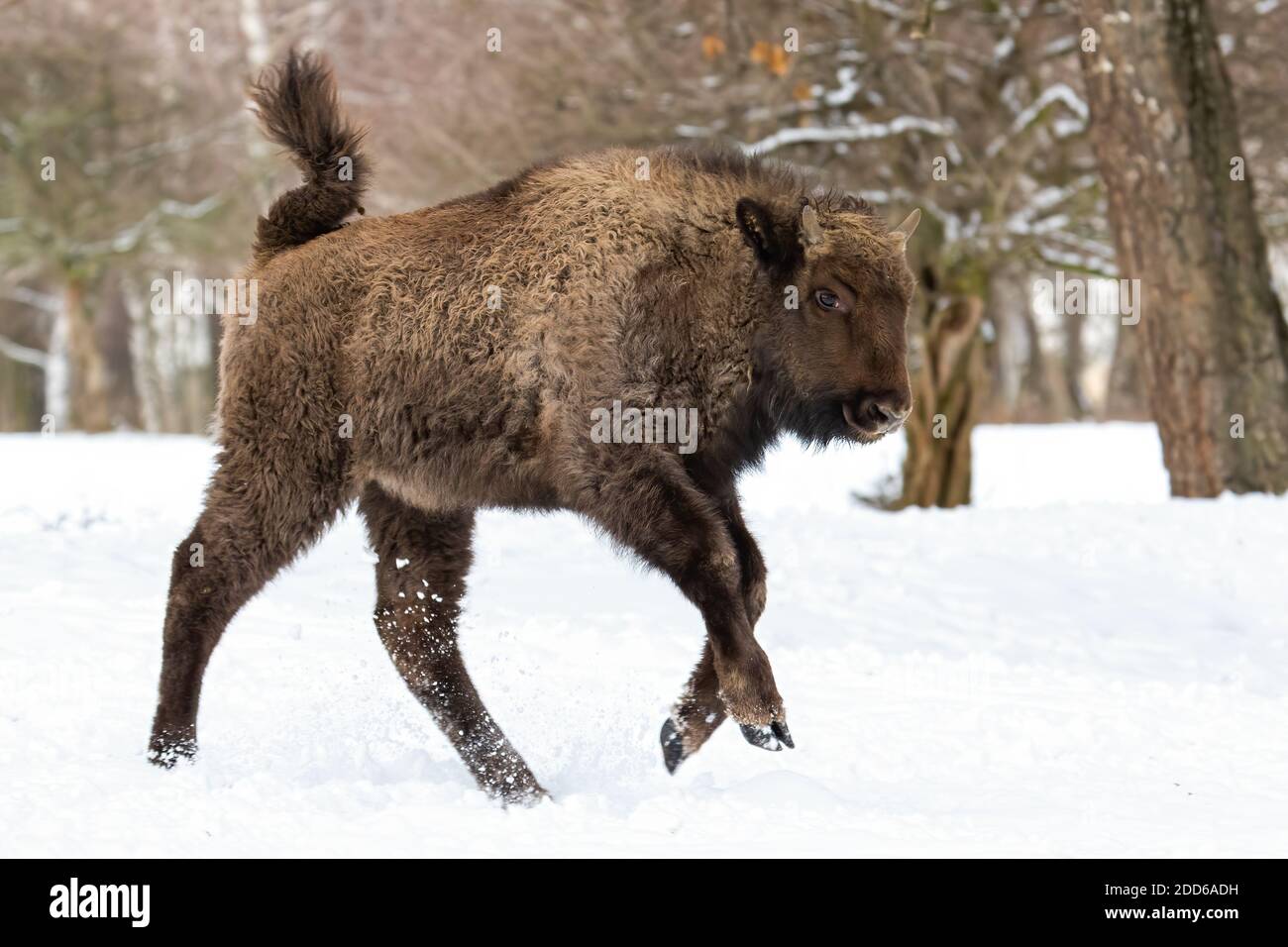Running mid air winter hi-res stock photography and images - Alamy