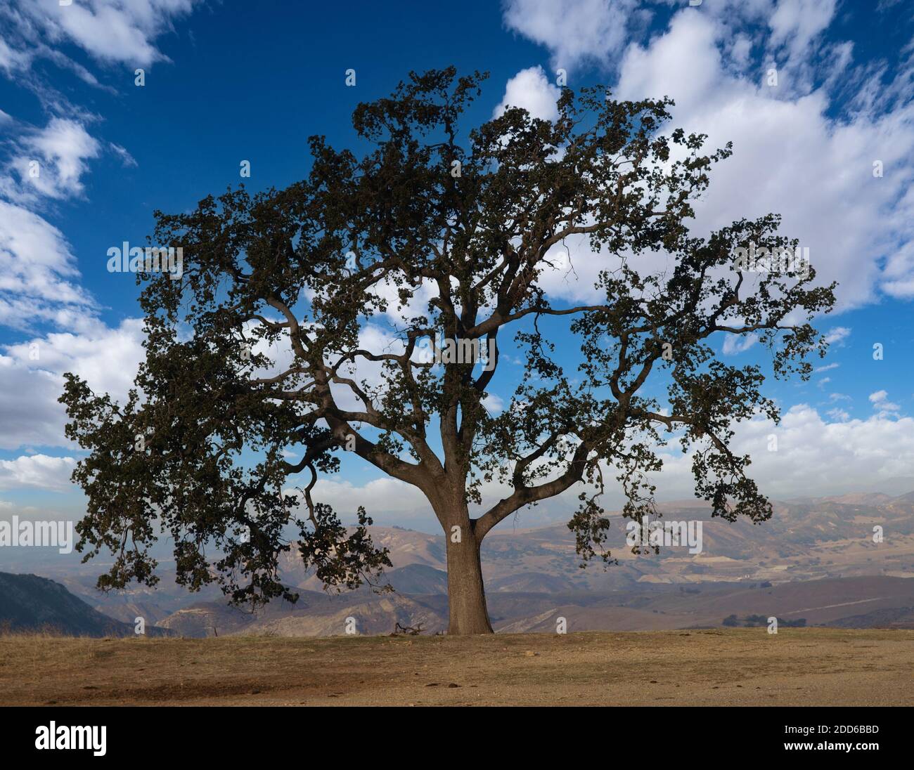 Lone california oak tree in hi-res stock photography and images - Alamy