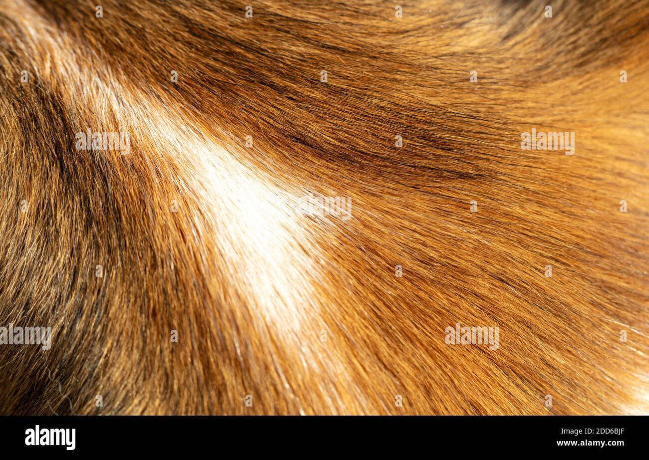 Animal texture hi-res stock photography and images - Alamy