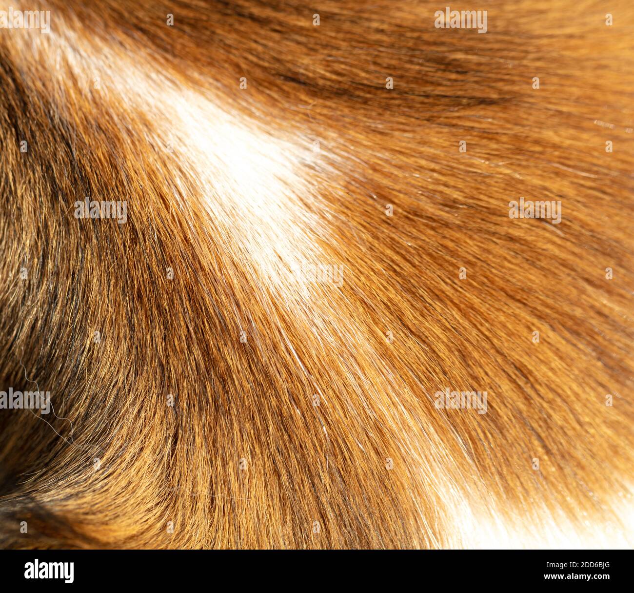 Animal fur closeup view. Border Collie dogs natural hair red and white ...