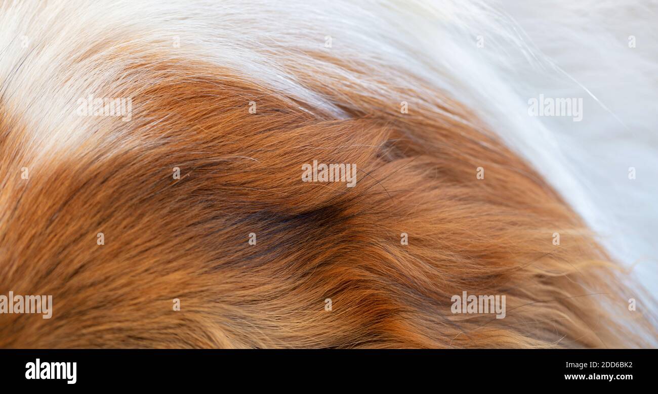 Animal fur closeup view. Border Collie dogs natural hair red and white ...